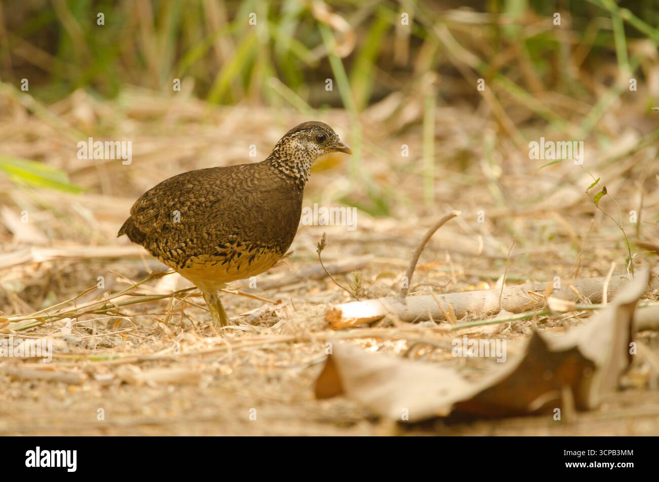 Green legged partridge Tropicoperdix chloropus. Cat Tien National Park ...