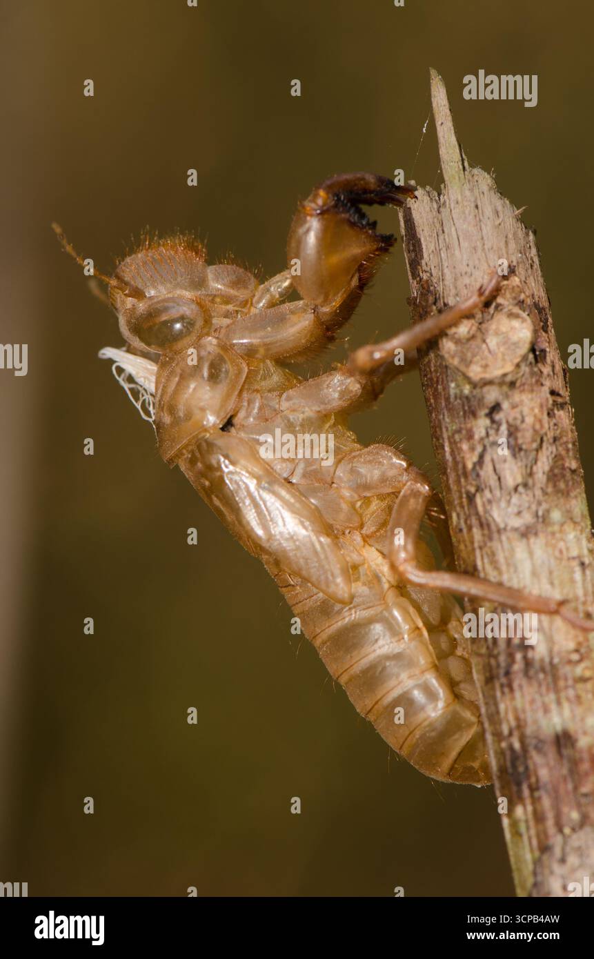Exuvia of cicada Cicada sp. Cat Tien National Park. Vietnam Stock Photo ...