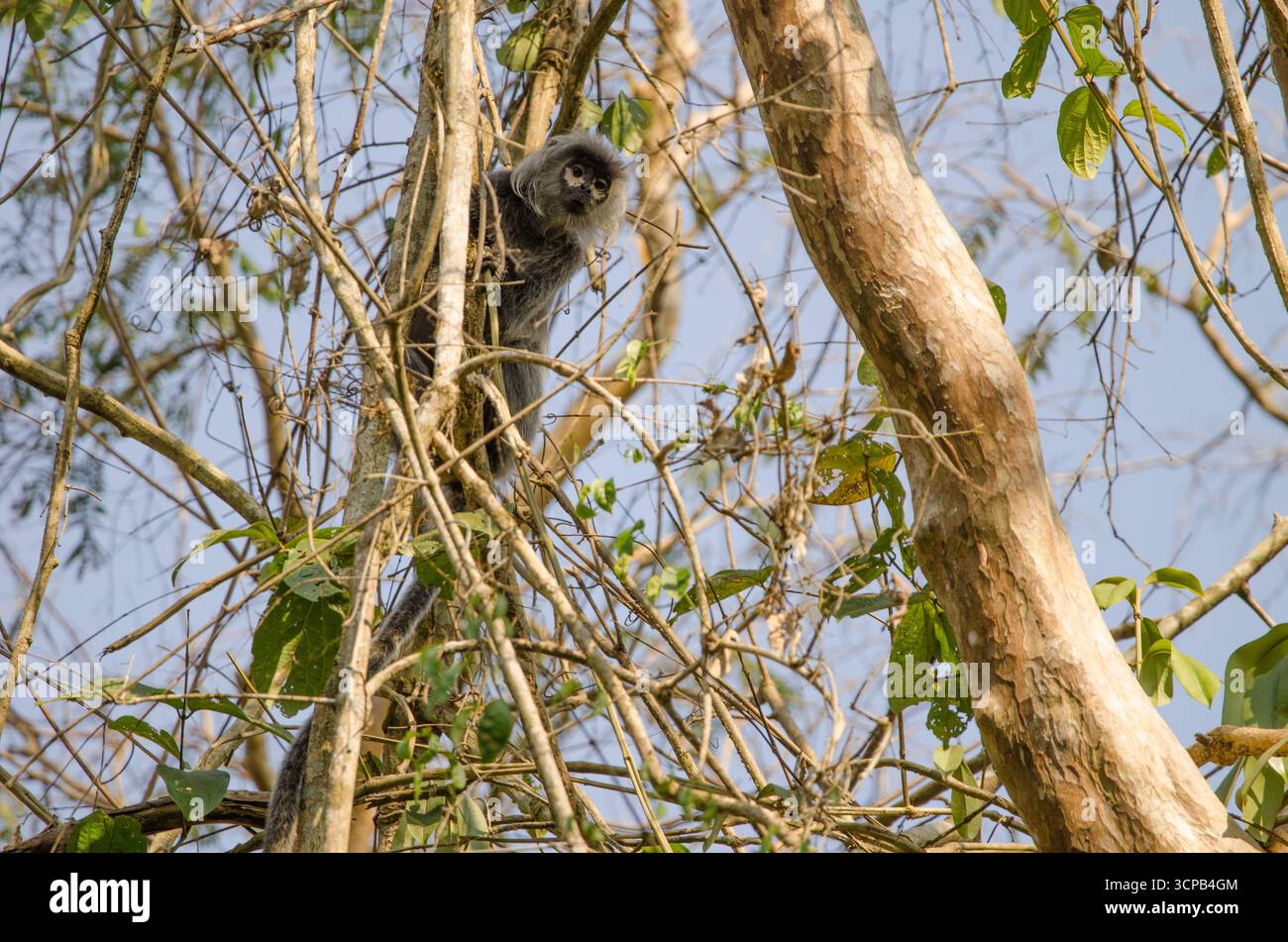 Germain's langur Trachypithecus germaini. Cat Tien National Park ...