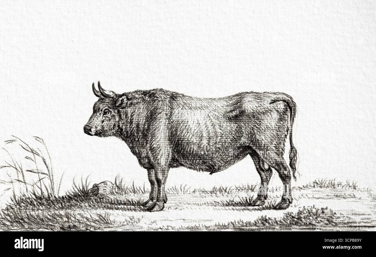 Standing Bull by Jean Bernard, 19th century high-resolution natural ...