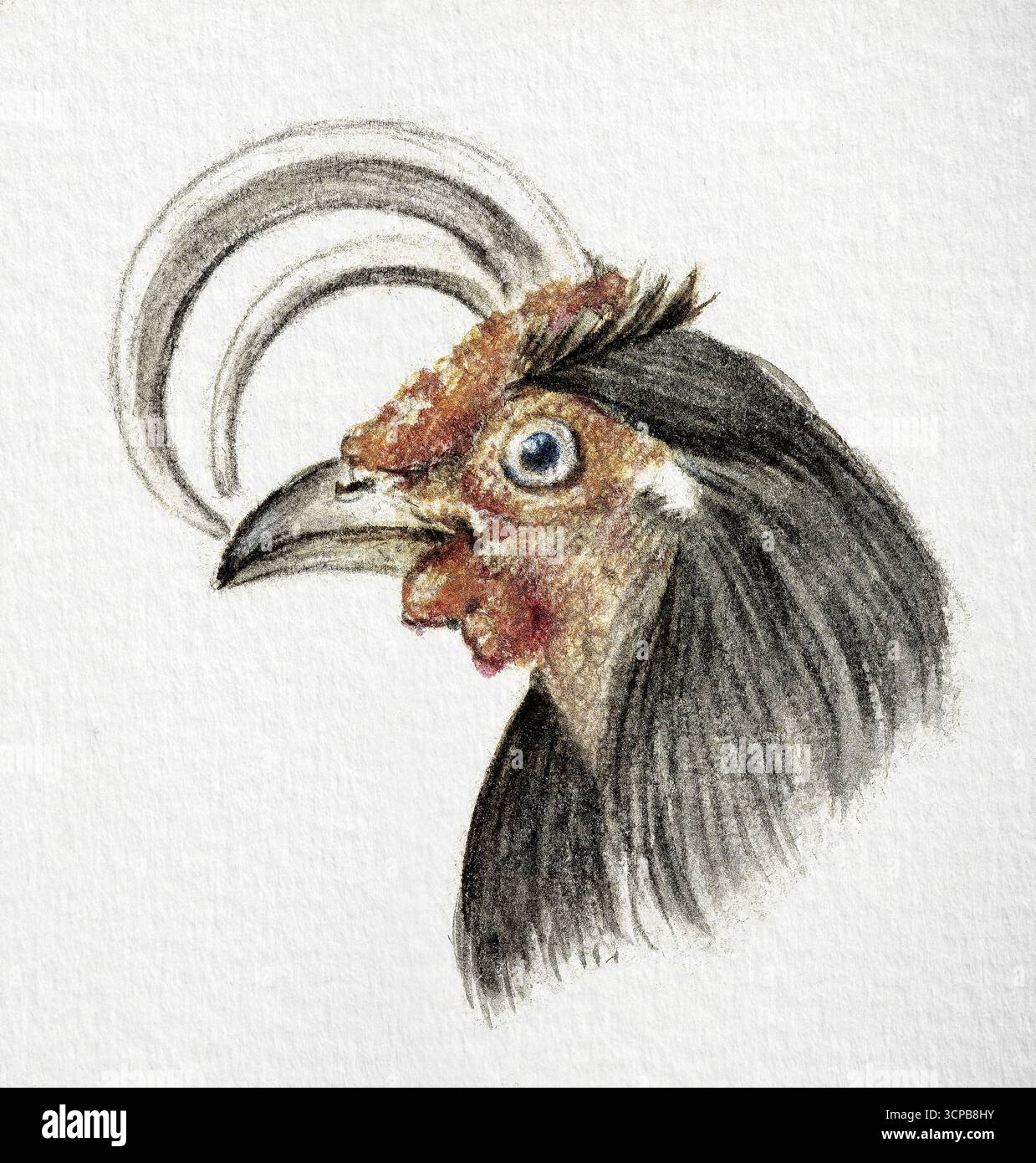 Head of a Rooster by Jean Bernard, 1816 high-resolution natural history ...