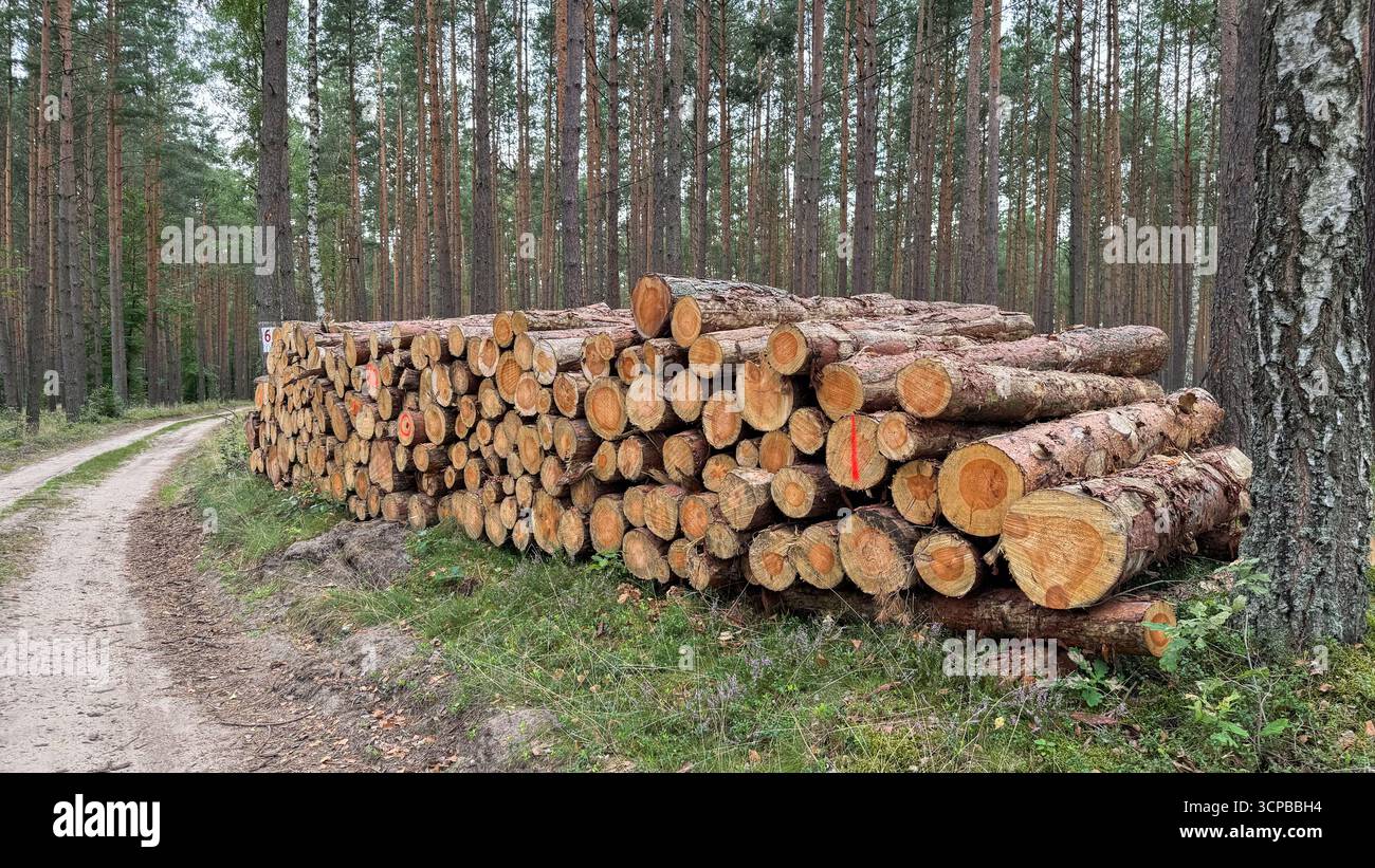 Stacked logs beside a dirt path in a dense forest. Tall trees surround ...