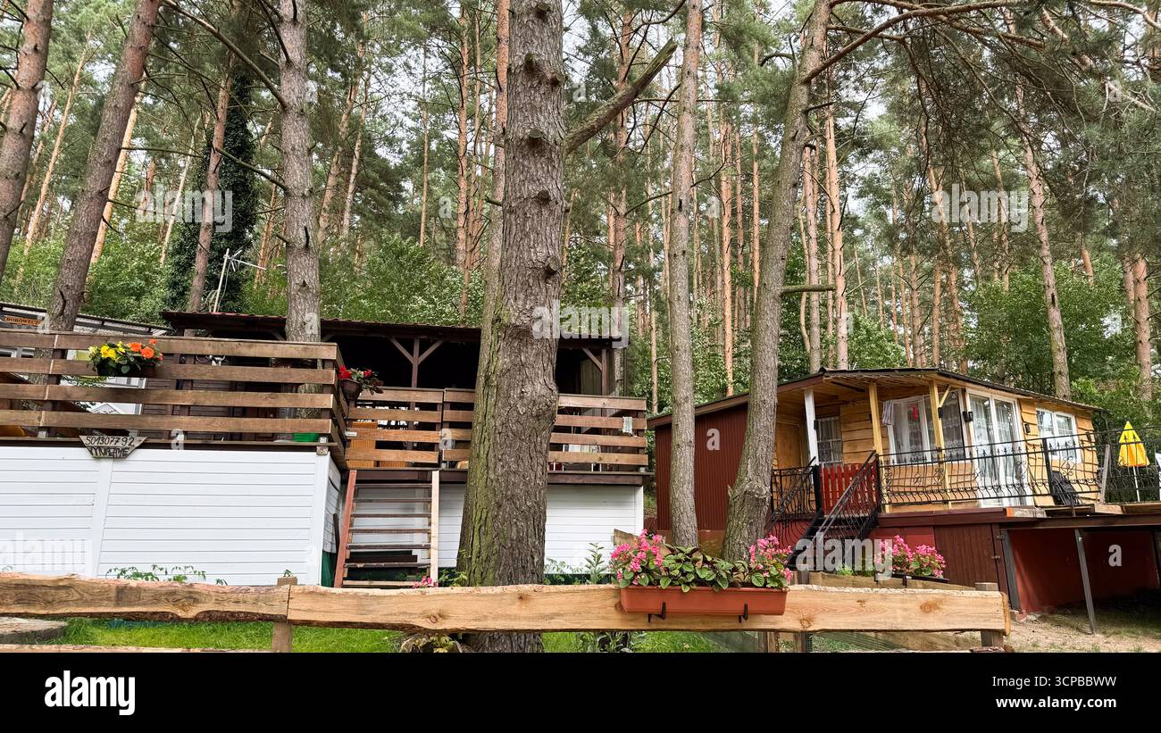 Two wooden cabins nestled in a dense forest. Tall pine trees surround ...