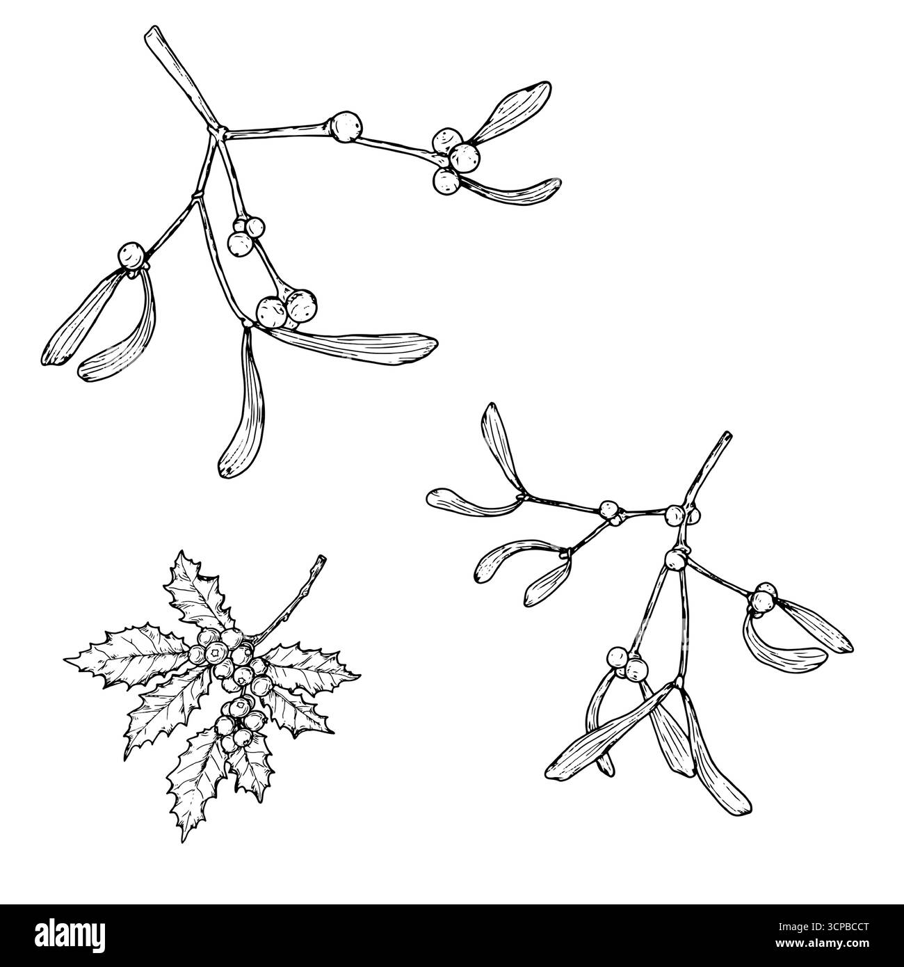 Leaves on tree new Black and White Stock Photos & Images - Alamy