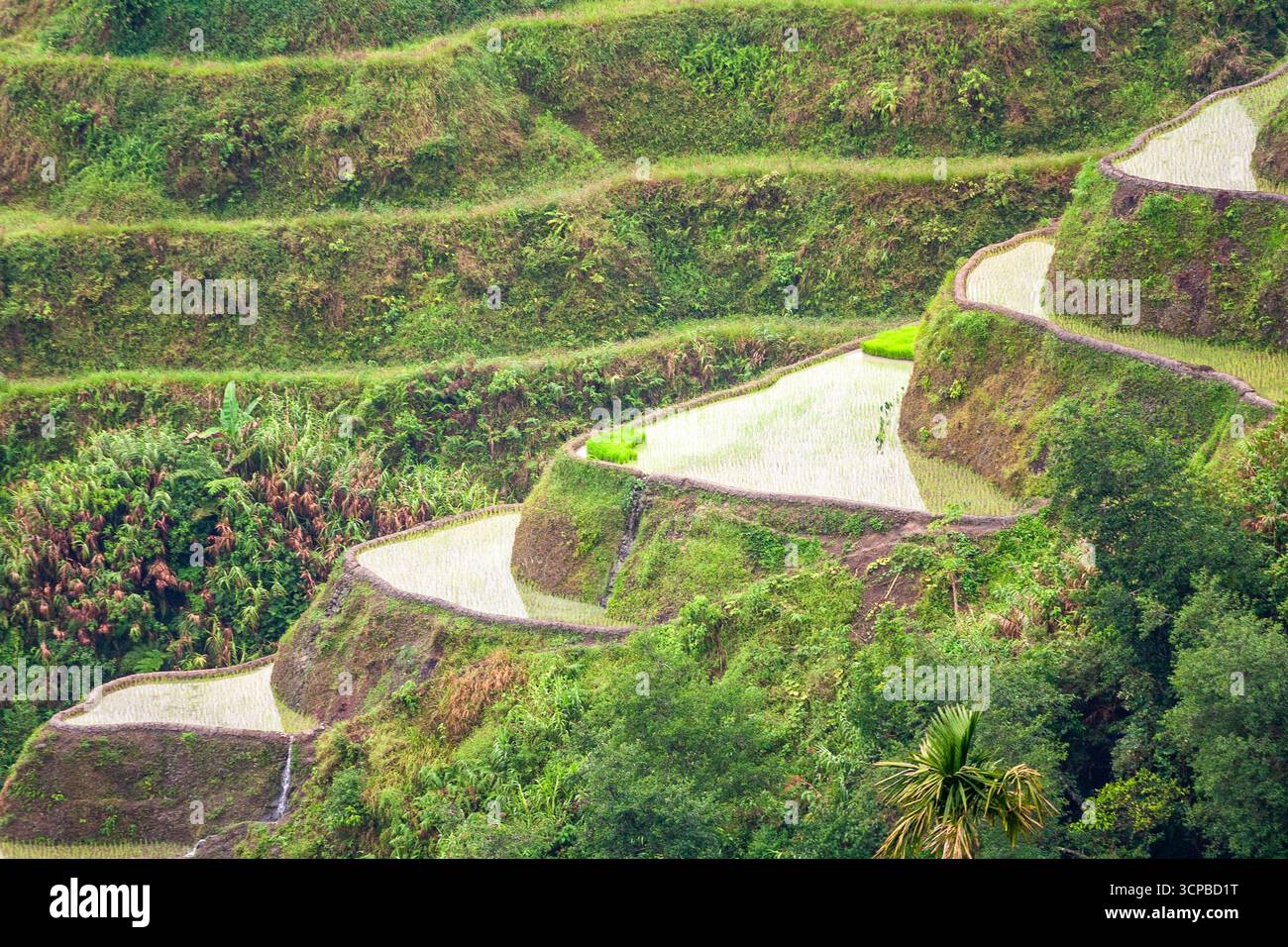 The stepped terraces of the Banaue Rice Terraces, a UNESCO World ...