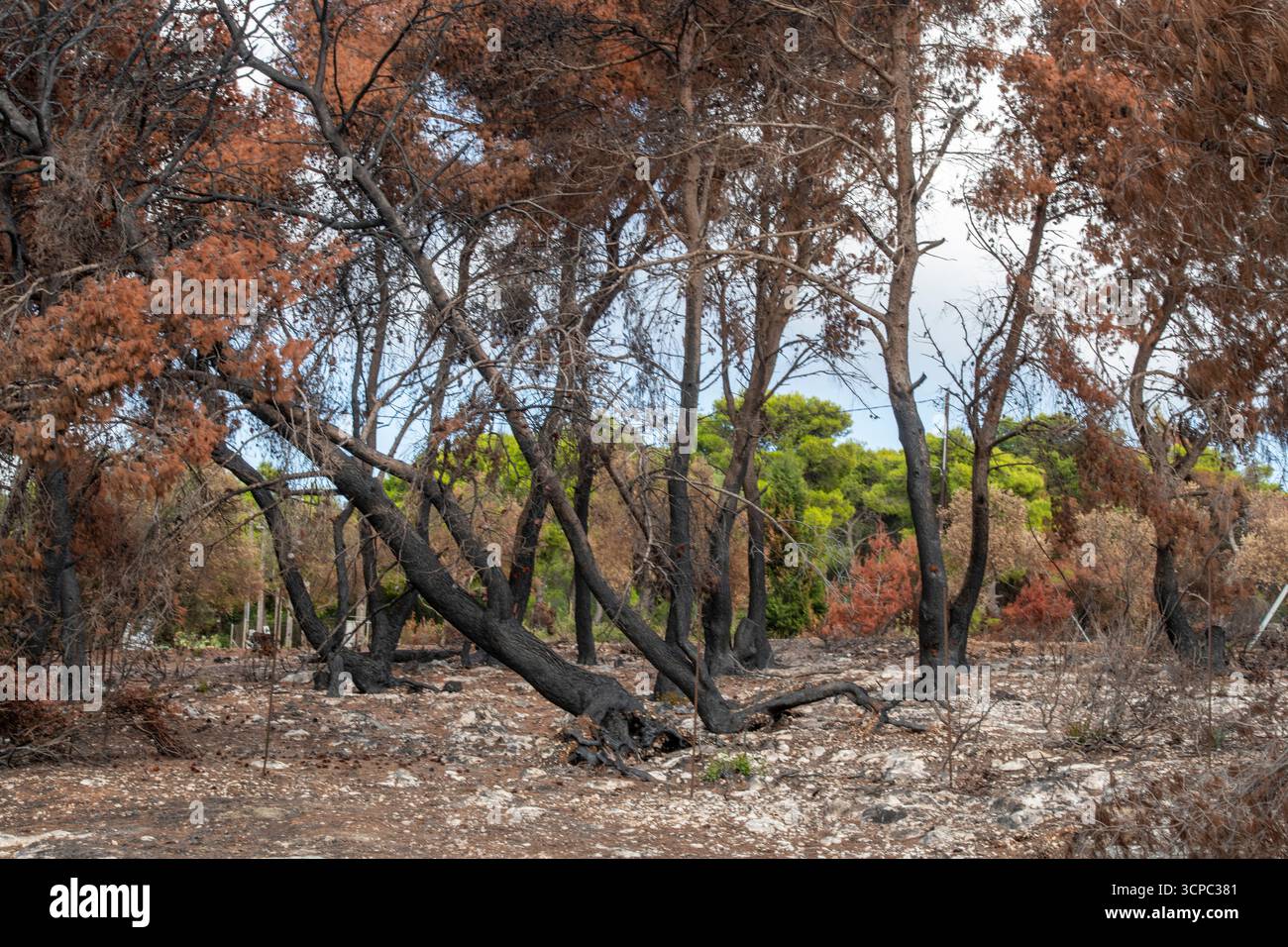 dead and burned trees in the aftermath of the tragic Greek islands ...
