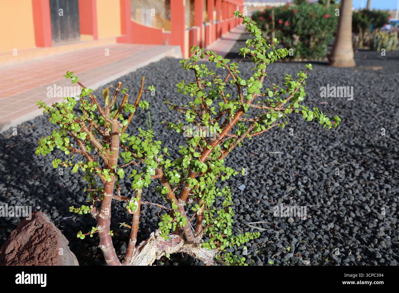 Portulacaria afra (known as elephant bush, porkbush, purslane tree ...
