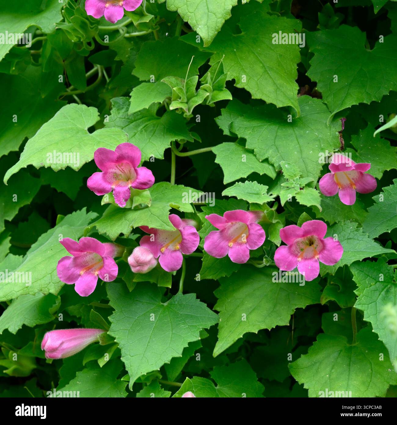Pink summer trumpet shaped flowers of climbing plant creeping gloxinia ...