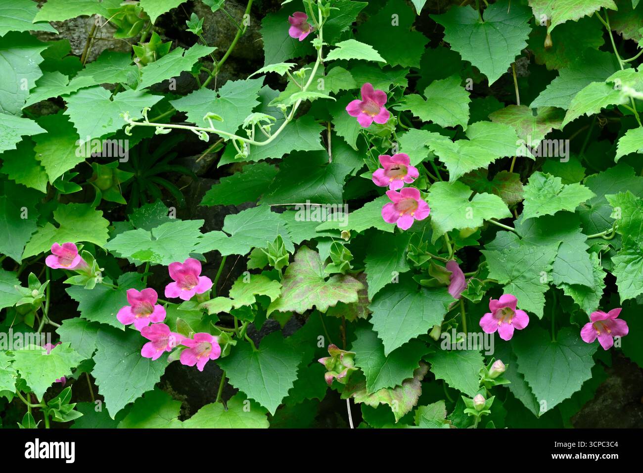 Pink summer trumpet shaped flowers of climbing plant creeping gloxinia ...