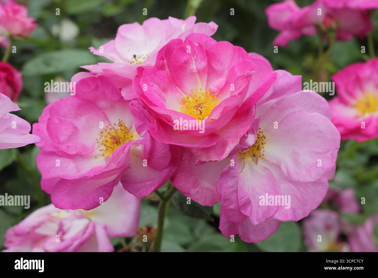 Rosa harpade hi-res stock photography and images - Alamy