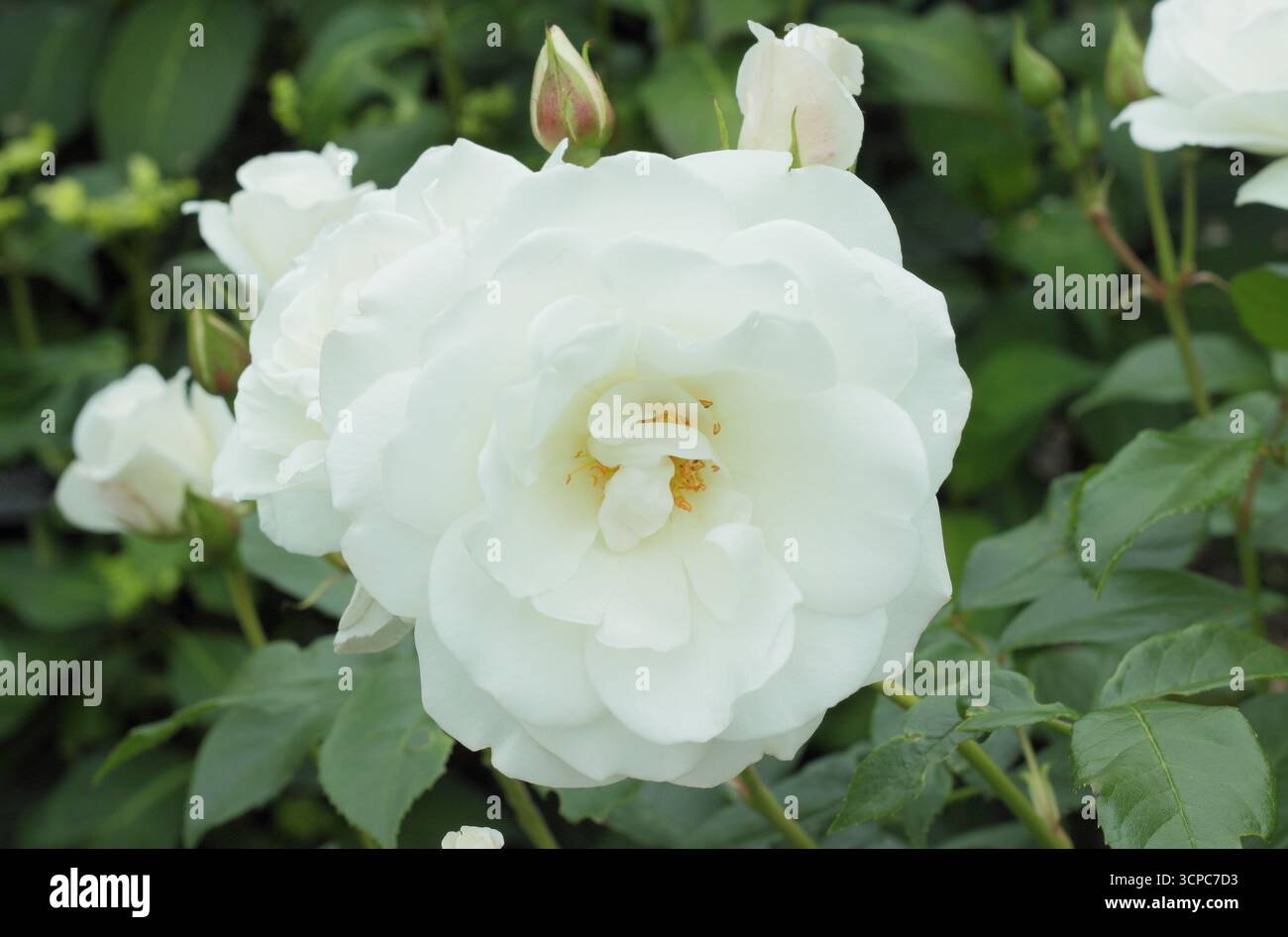 Rosa Iceberg, a bushy, floribunda shrub rose with white double flowers ...