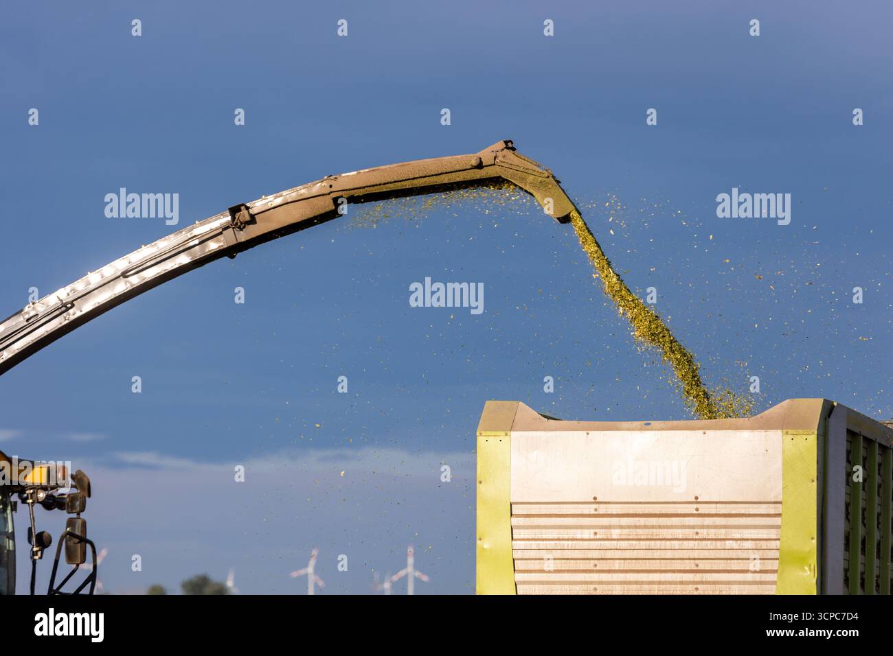 Modern forage harvester combiner harvesting silage maize corn tractor ...