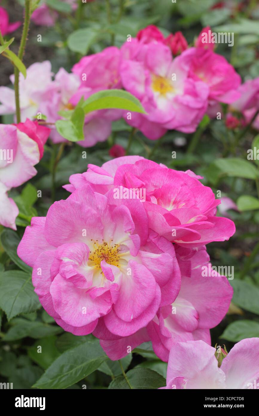 Escapade rose growing hi-res stock photography and images - Alamy