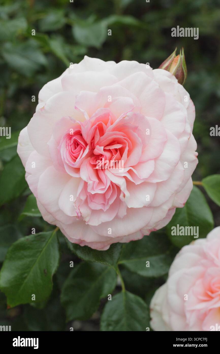 Rosa Pearl, bushy, scented creamy pink rose also called Rosa ...