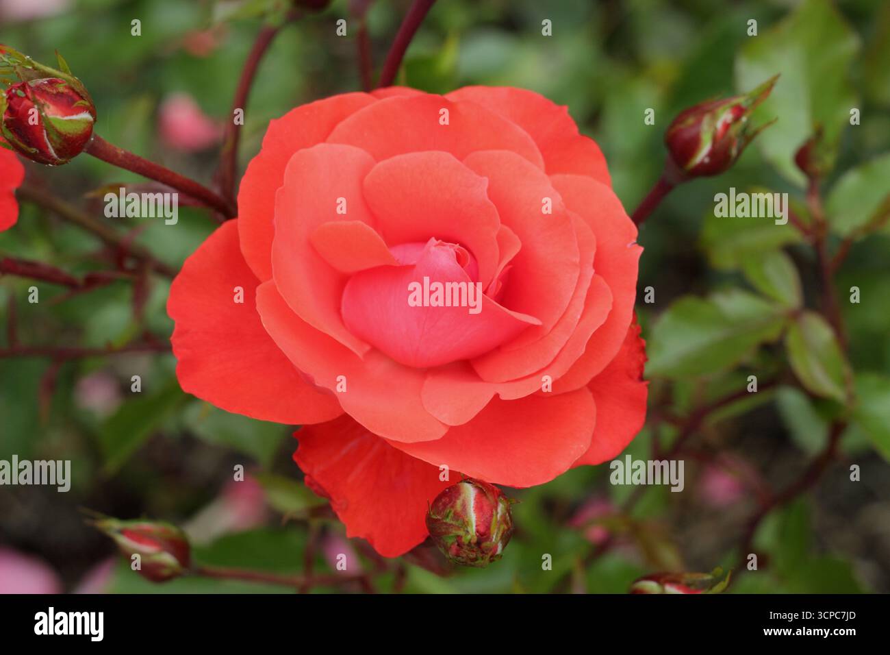 Memento rose growing hi-res stock photography and images - Alamy