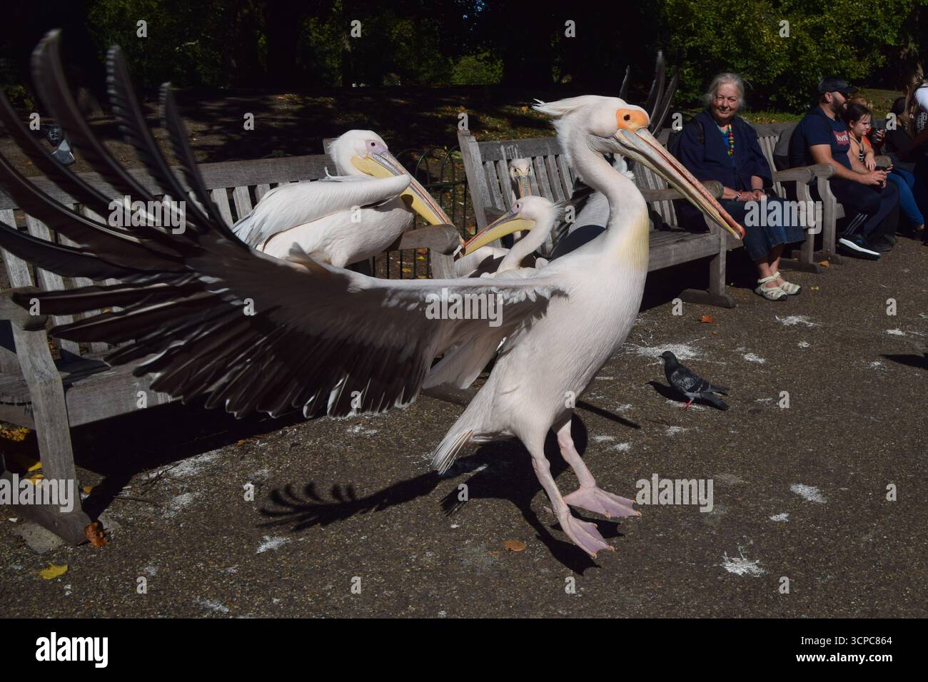 London, UK. 25th September 2025. A pelican spreads his wings as he ...