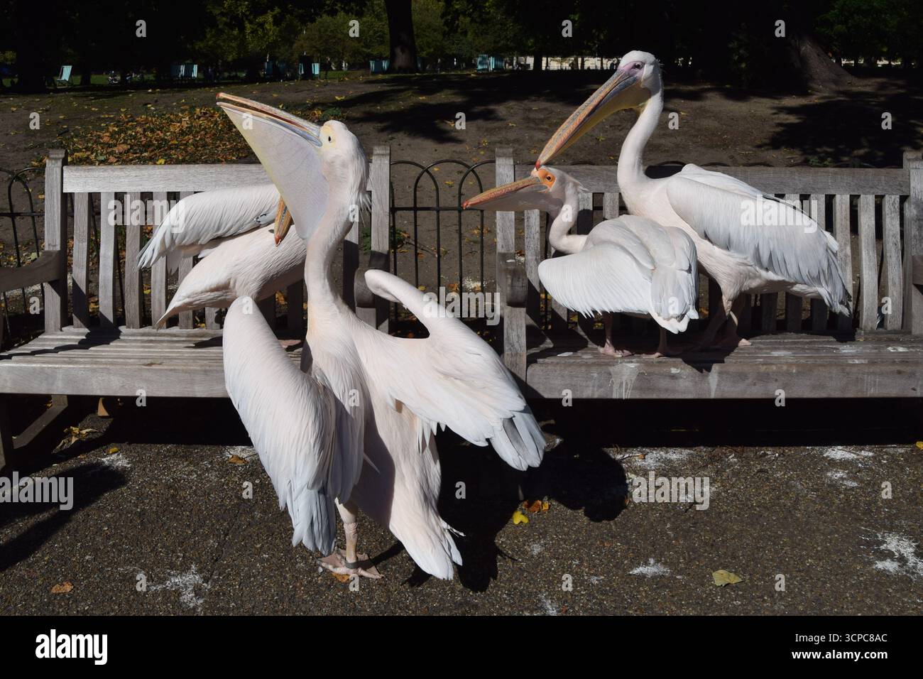 London, UK. 25th September 2025. Resident pelicans enjoy the warm ...