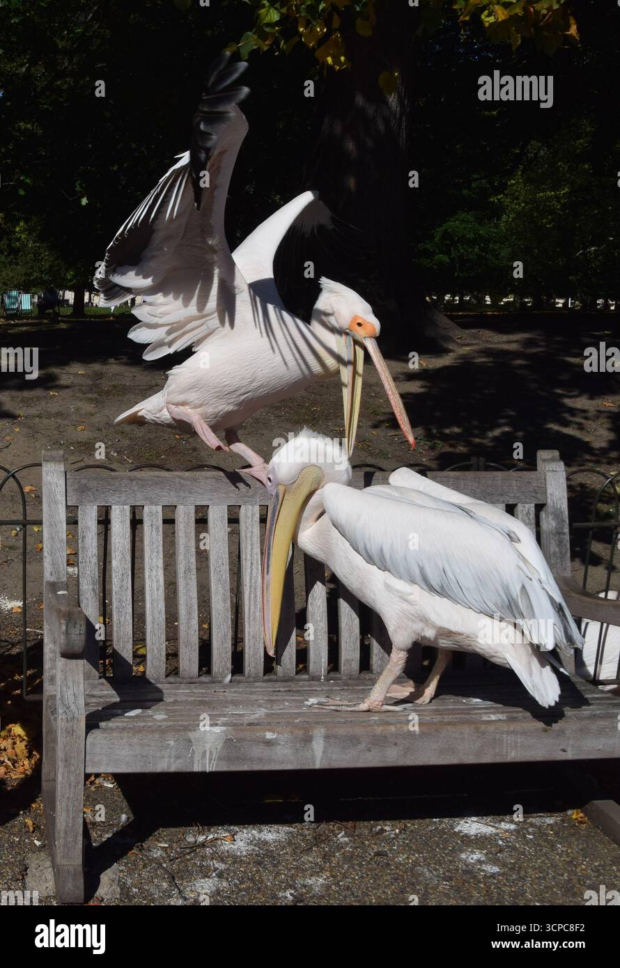 London, UK. 25th September 2025. Resident pelicans mess around in the ...