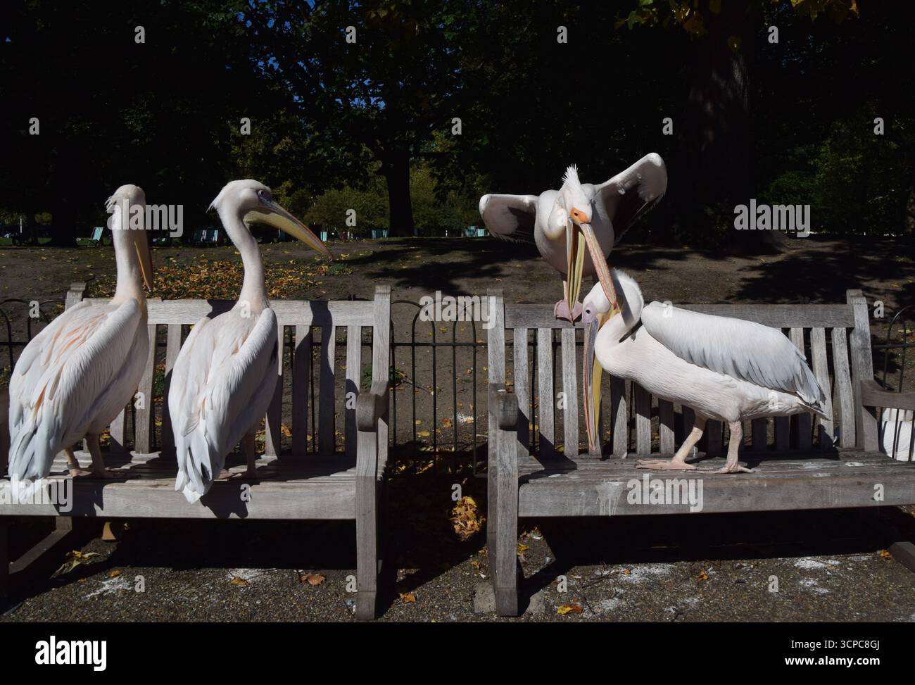 London, UK. 25th September 2025. Pelicans look on as a pair mess around ...