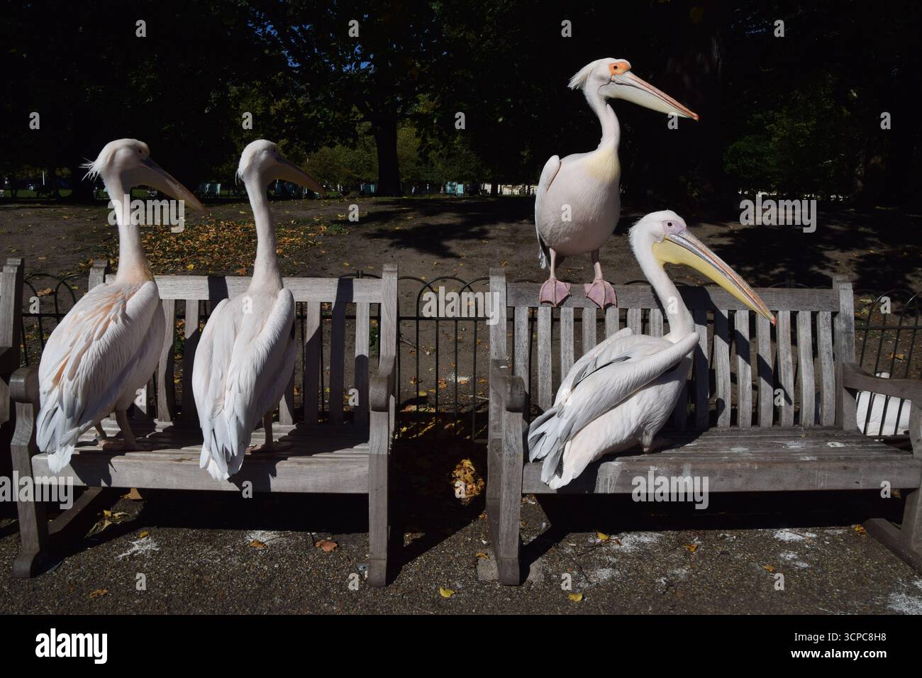 London, UK. 25th September 2025. Resident pelicans enjoy the warm ...