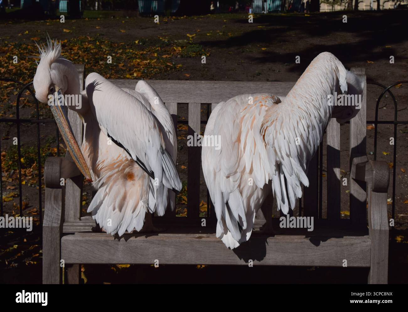 London, UK. 25th September 2025. Resident pelicans preen in the warm ...