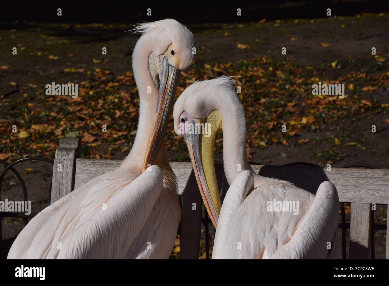 London, UK. 25th September 2025. Resident pelicans preen in the warm ...