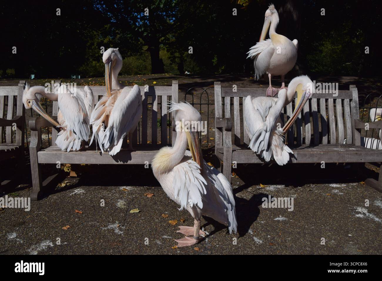 London, UK. 25th September 2025. Resident pelicans preen in the warm ...
