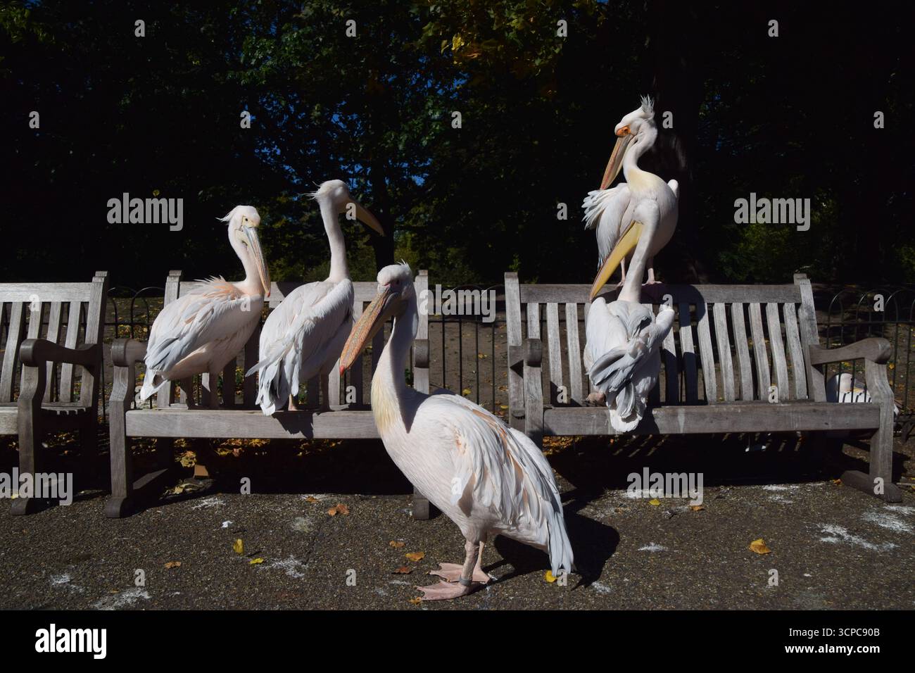 London, UK. 25th September 2025. Resident pelicans enjoy the warm ...