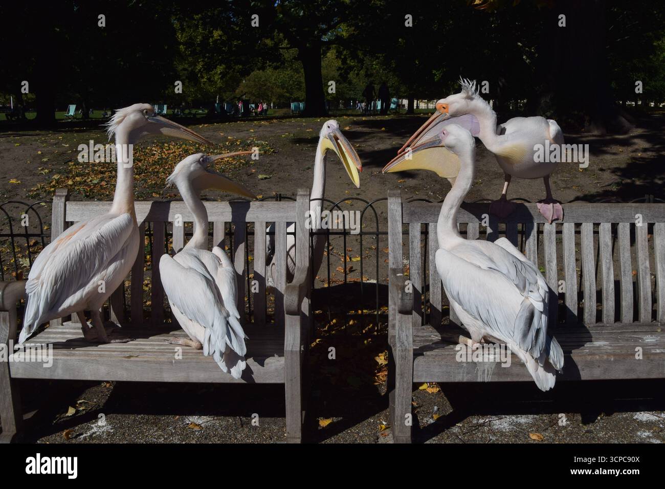 London, UK. 25th September 2025. Resident pelicans enjoy the warm ...