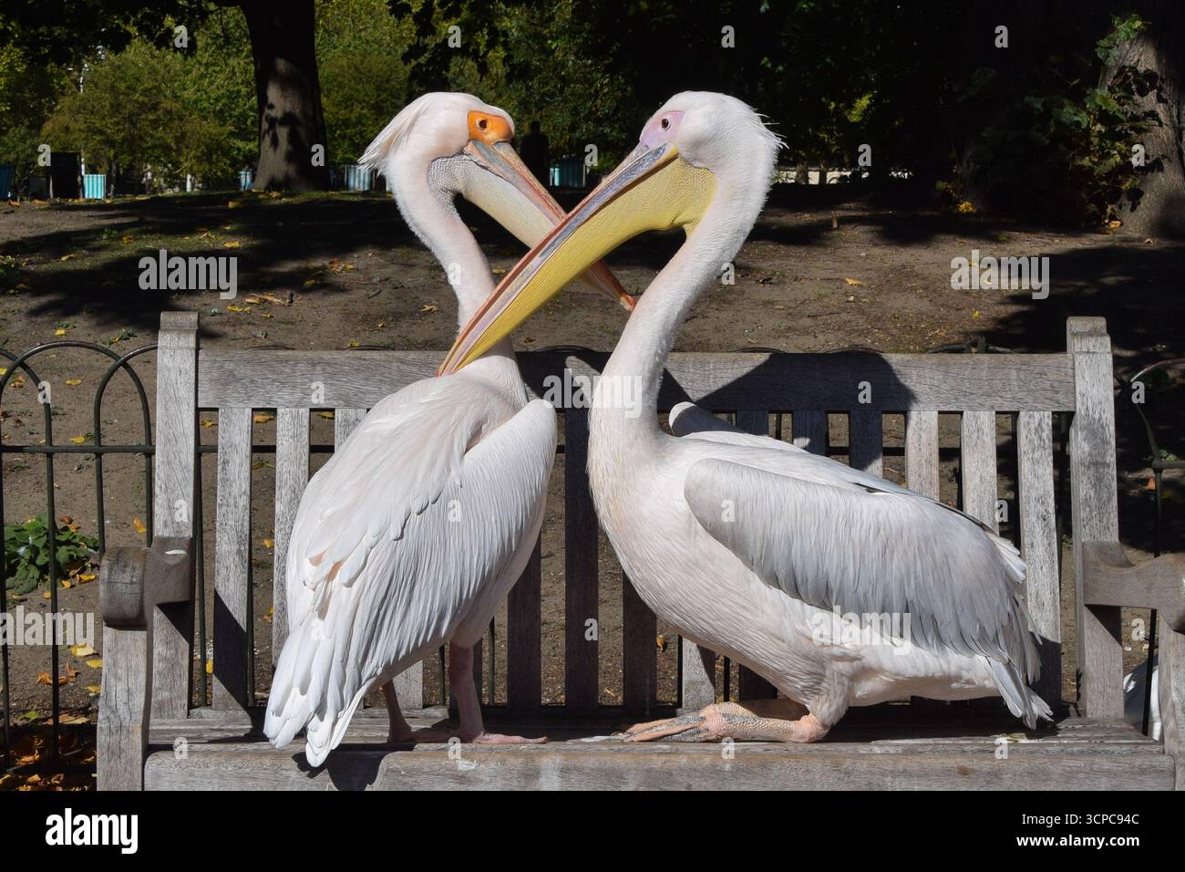 London, UK. 25th September 2025. Resident pelicans enjoy the warm ...