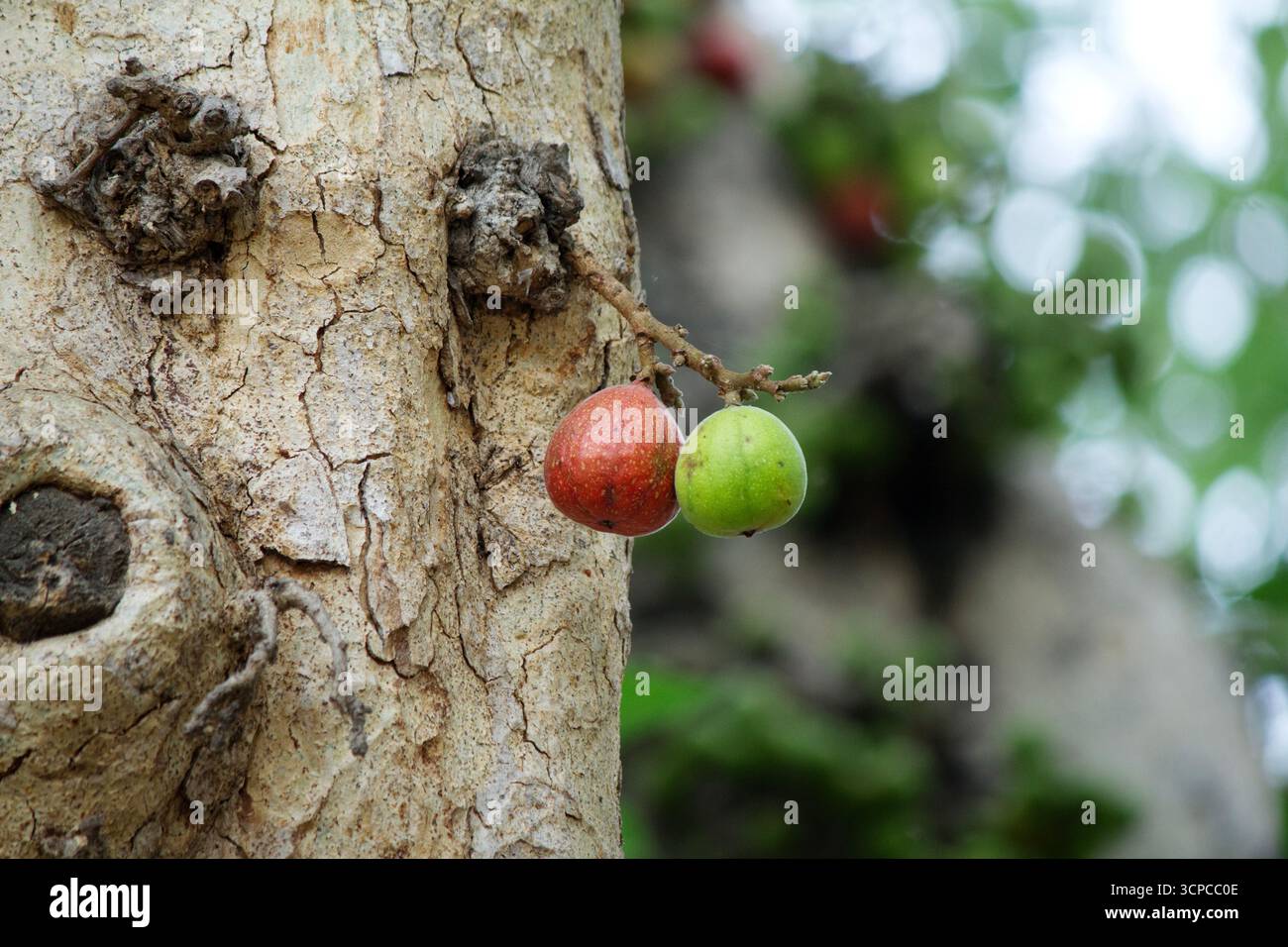 Red and green cluster figs on a tree in the forest Stock Photo - Alamy