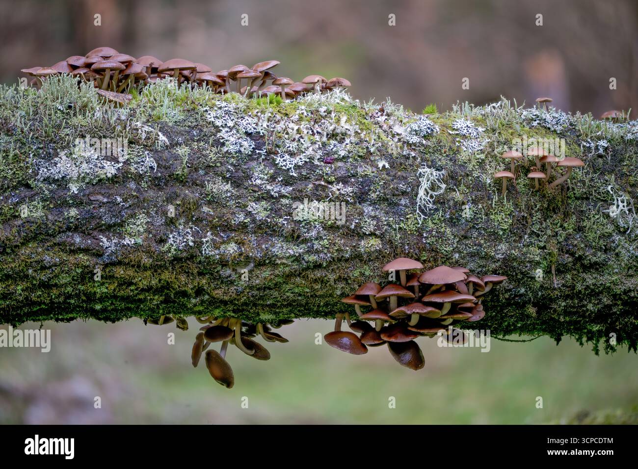 Common Stump Brittlestems (Psathyrella piluliformis) together with ...