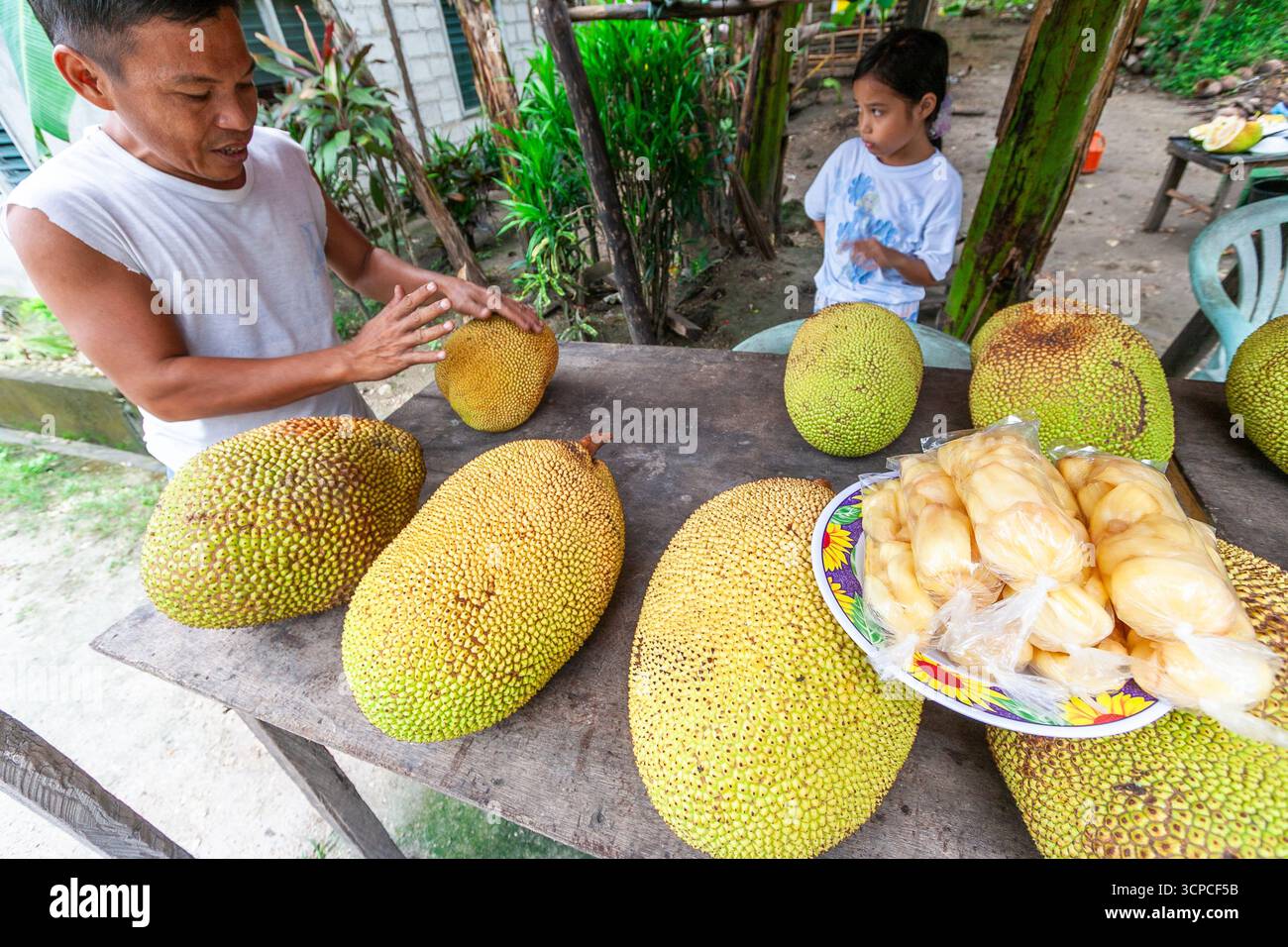 Ripe and large jackfruits for sale at a roadside makeshift stall in ...