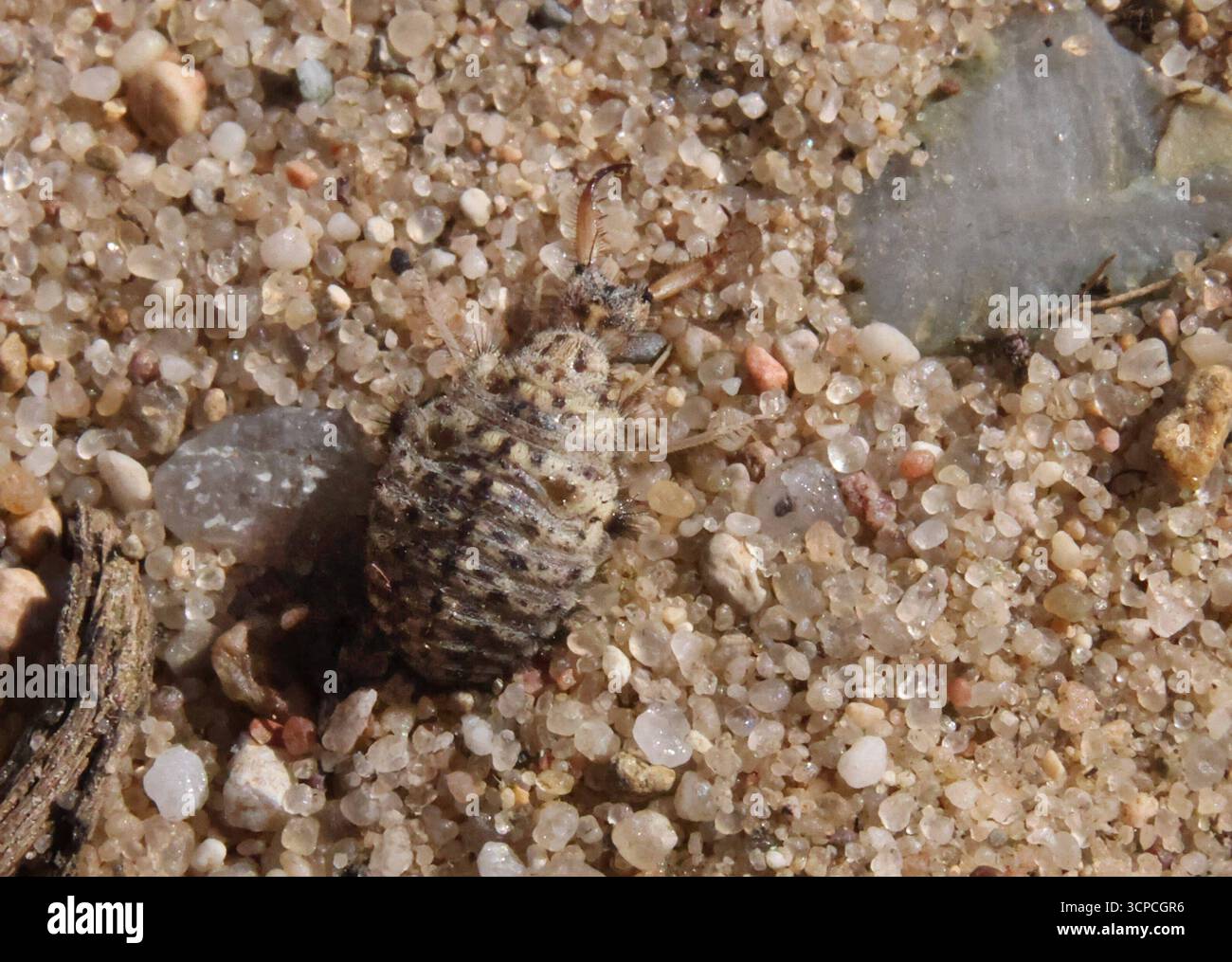 14.09.2025 Sachsen Anhalt Sachsen-Anhalt Halle Saale Der Ameisenlöwe ...