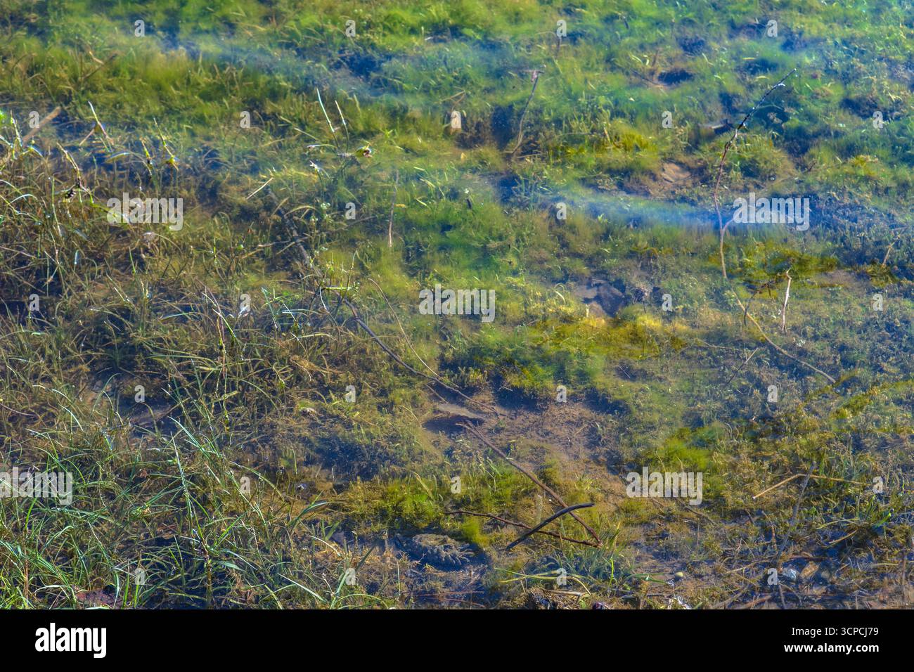 A shallow puddle. The ground is covered with algae. Stagnant water ...