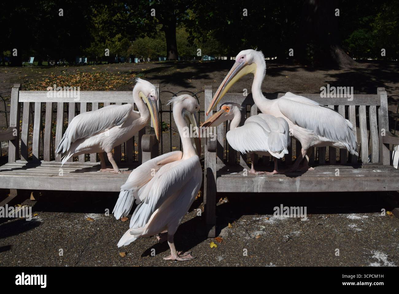 London, UK. 25th September 2025. Resident pelicans enjoy the warm ...