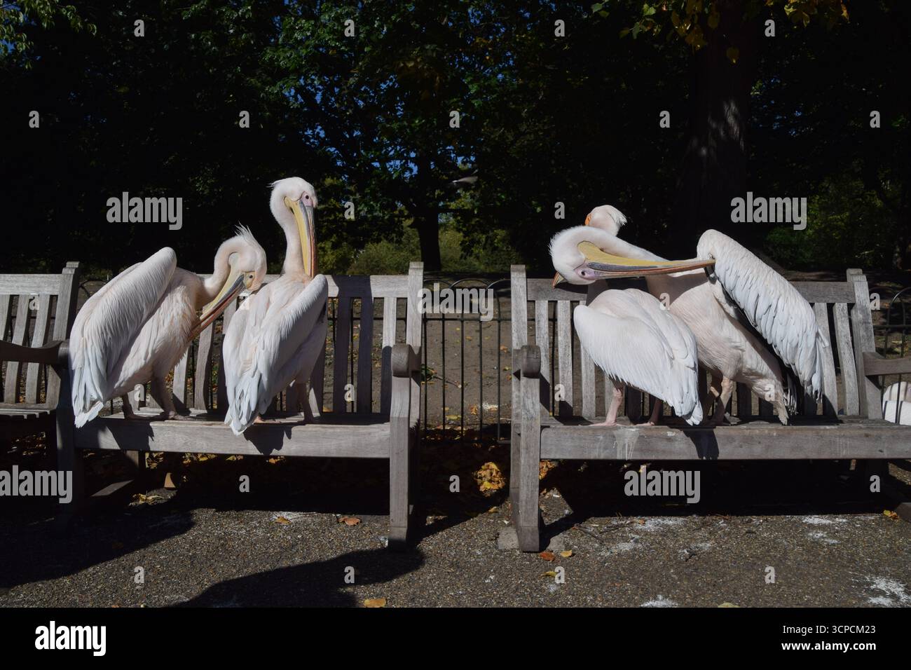 London, UK. 25th September 2025. Resident pelicans preen in the warm ...
