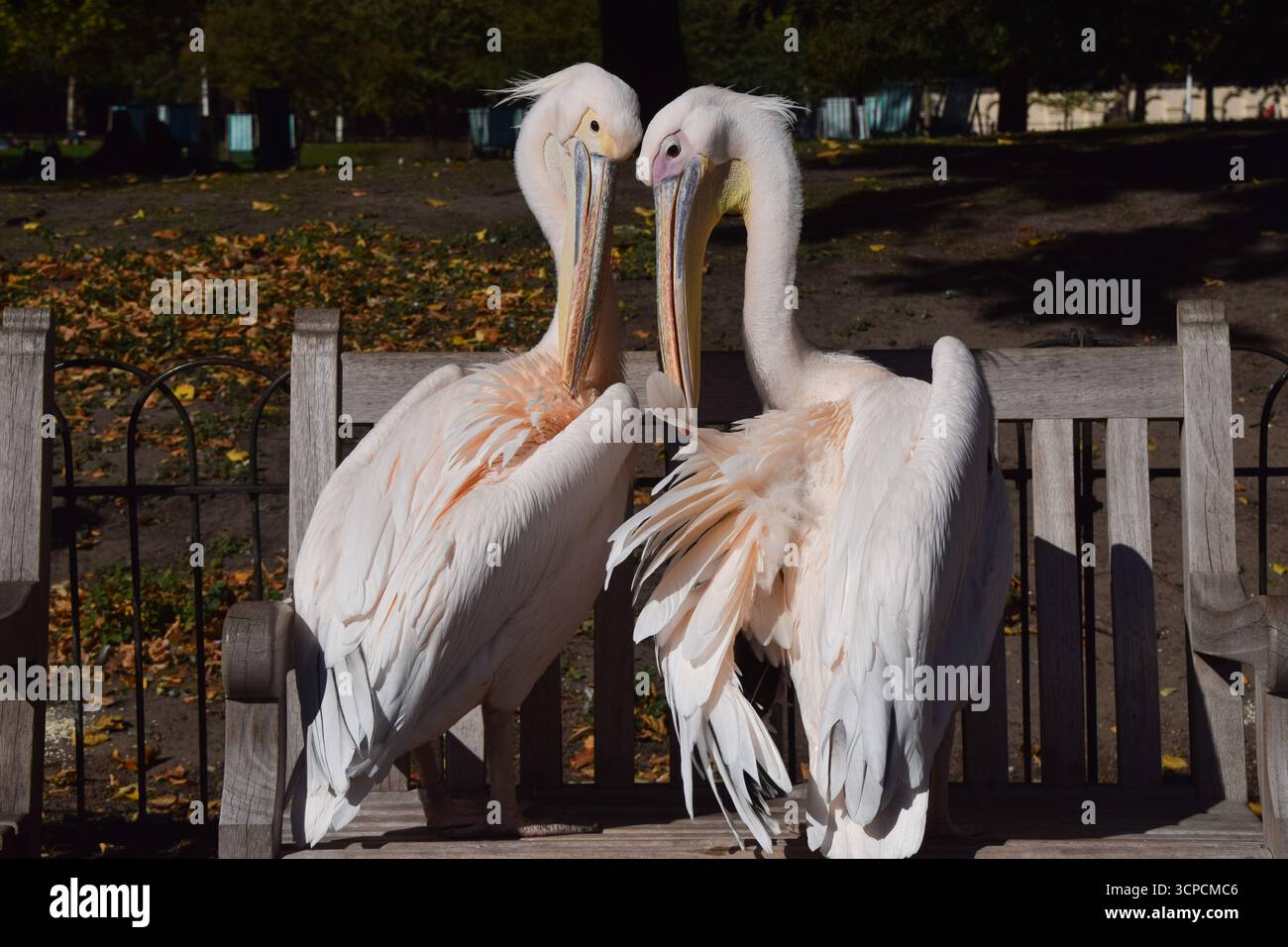 London, UK. 25th September 2025. Resident pelicans preen in the warm ...