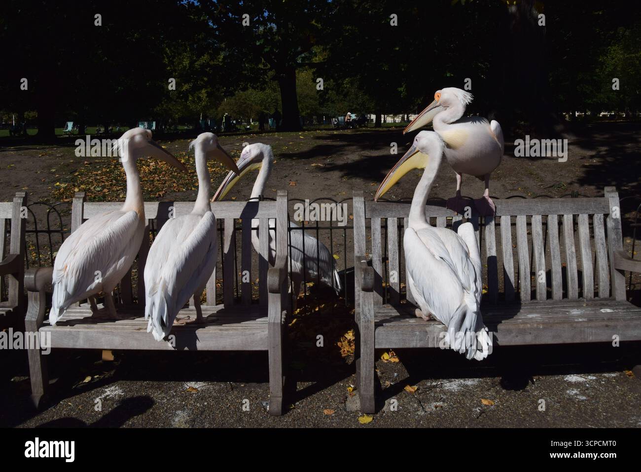 London, UK. 25th September 2025. Resident pelicans enjoy the warm ...