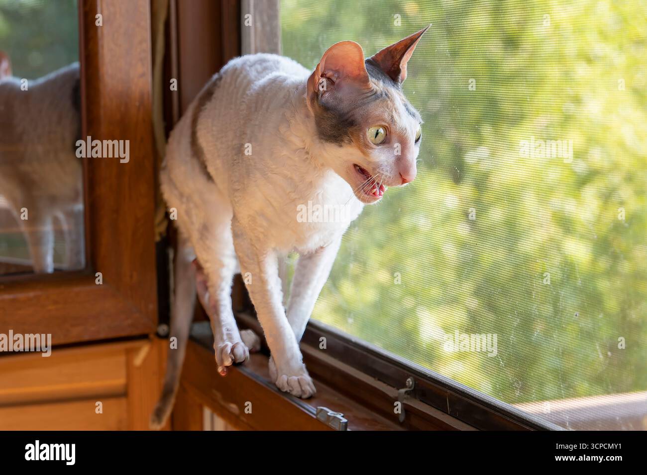 Playful Cornish Rex cat with curly short fur and large ears standing on ...