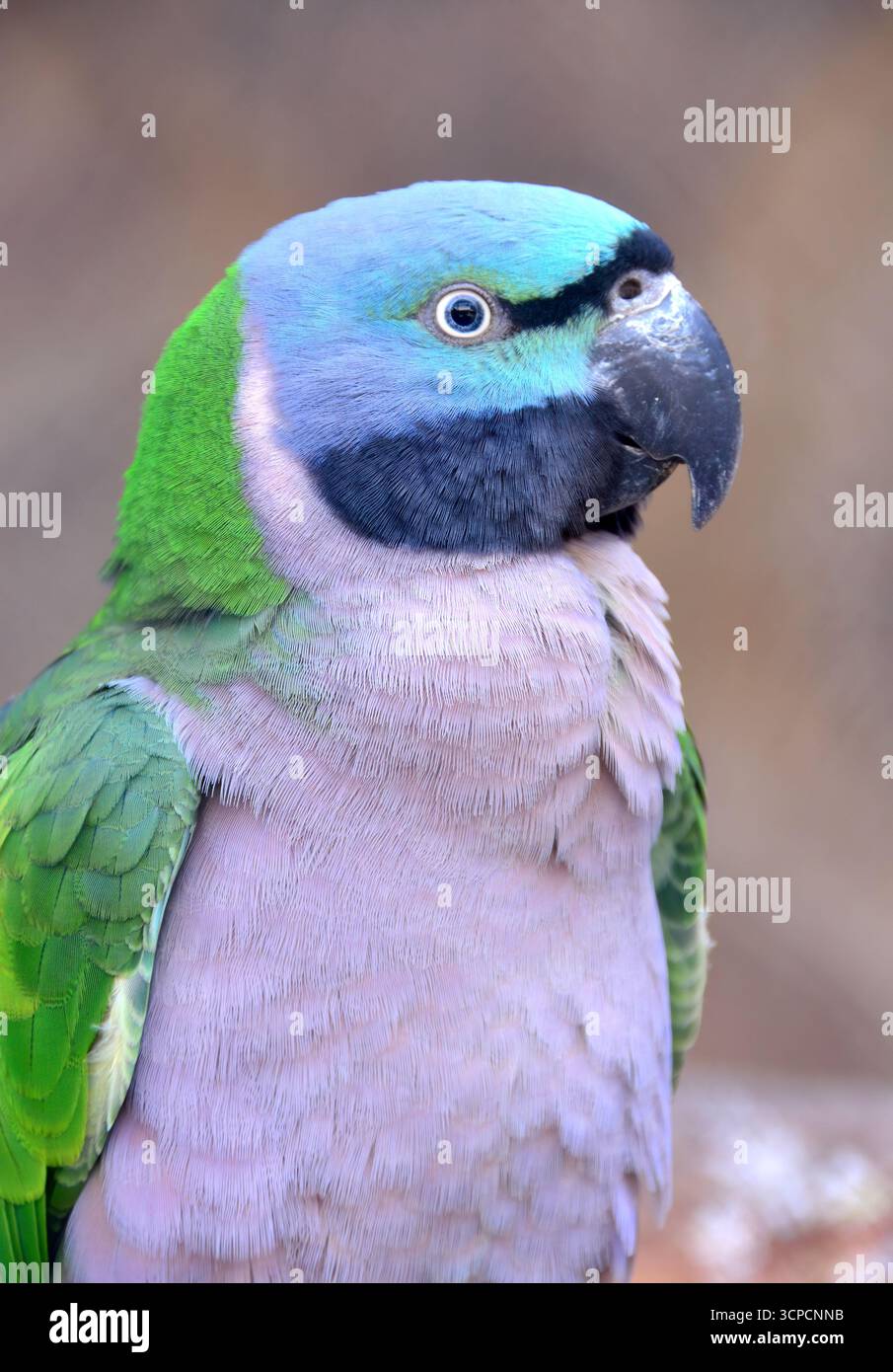 Lord Derby's parakeet, Derbyan parakeet, Chinasittich, Perruche de ...