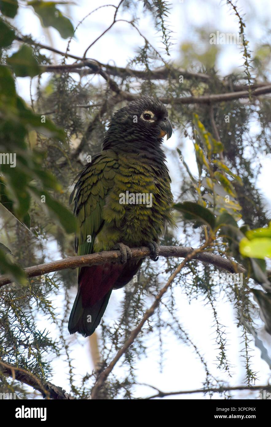 scaly-headed pionus, Maximilian pionus, Maximilian parrot, Maximilian's ...