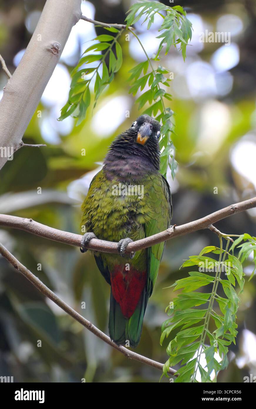 scaly-headed pionus, Maximilian pionus, Maximilian parrot, Maximilian's ...