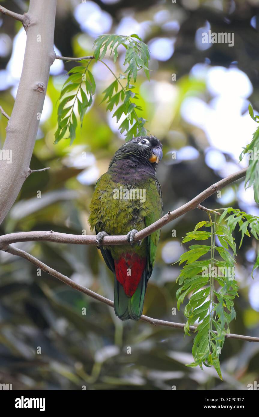 Pione de maximilien hi-res stock photography and images - Alamy