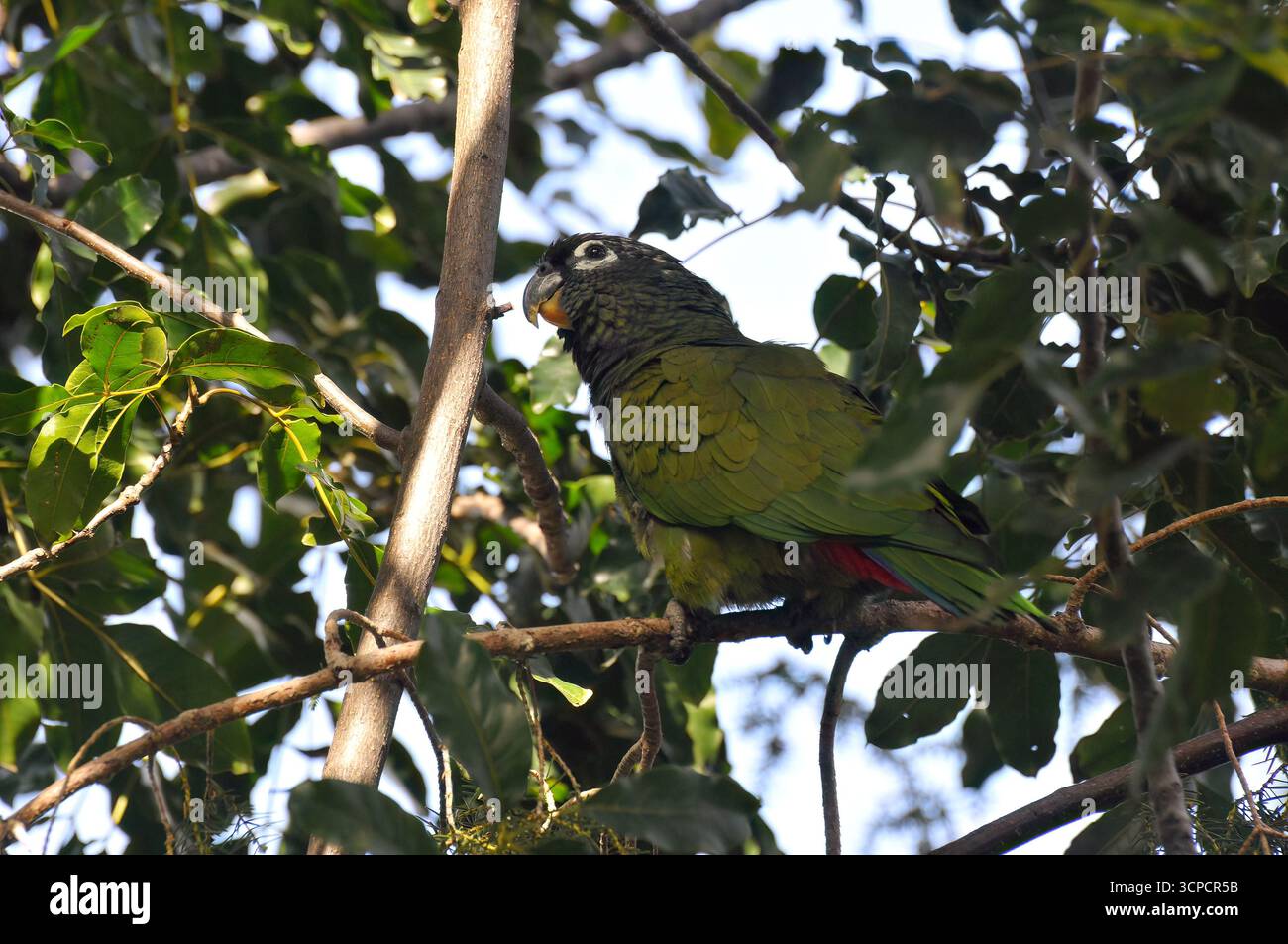 scaly-headed pionus, Maximilian pionus, Maximilian parrot, Maximilian's ...