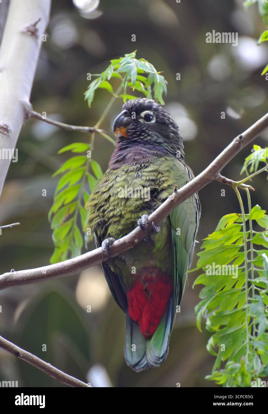 scaly-headed pionus, Maximilian pionus, Maximilian parrot, Maximilian's ...