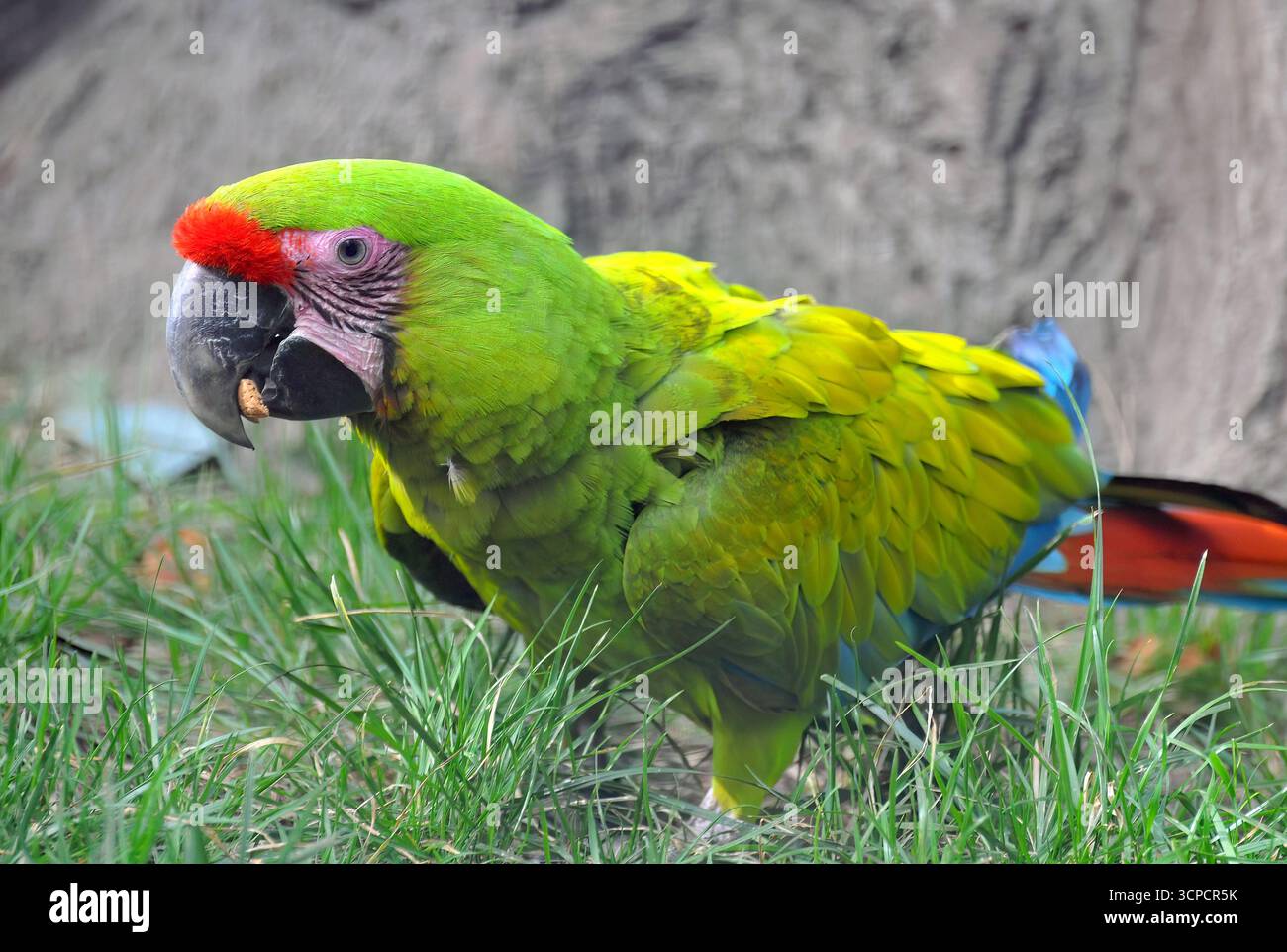 Nagy katonaara hi-res stock photography and images - Alamy