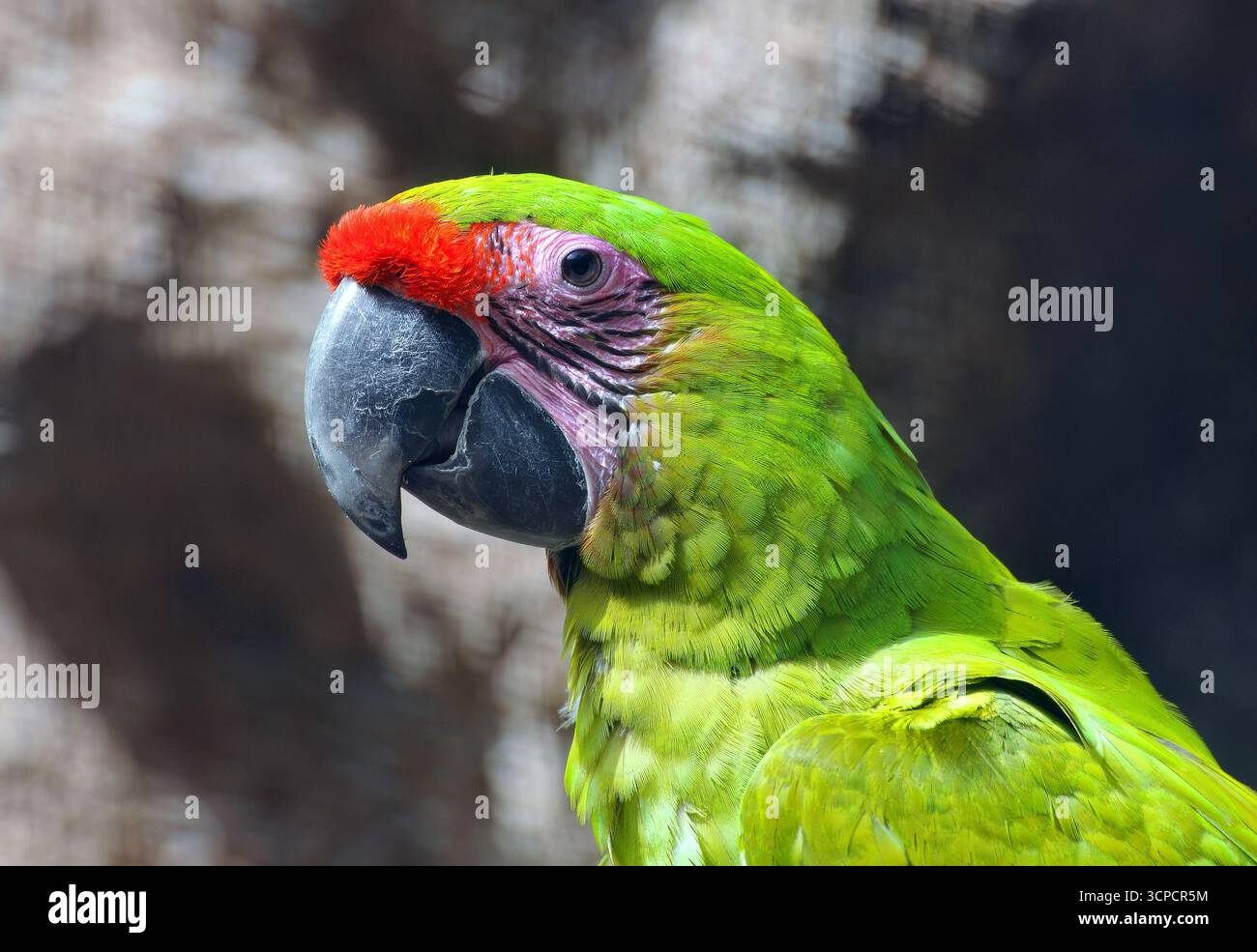 Nagy katonaara hi-res stock photography and images - Alamy