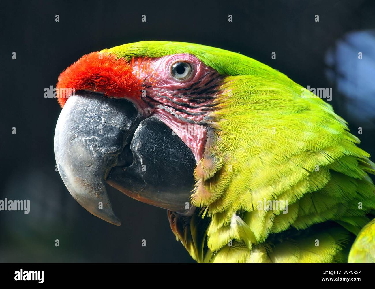 Nagy katonaara hi-res stock photography and images - Alamy