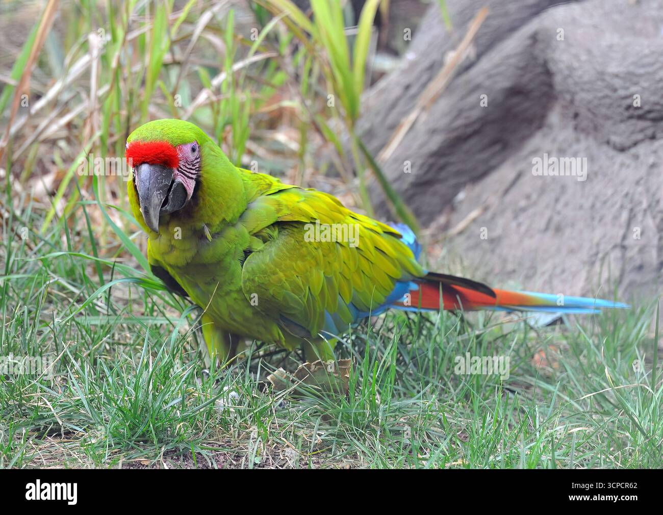 Nagy katonaara hi-res stock photography and images - Alamy